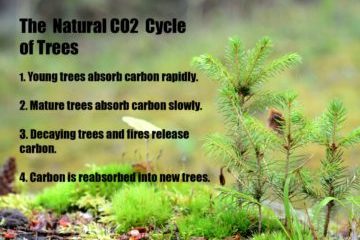 The Natural CO2 Cycle of Trees - Hay Creek Companies